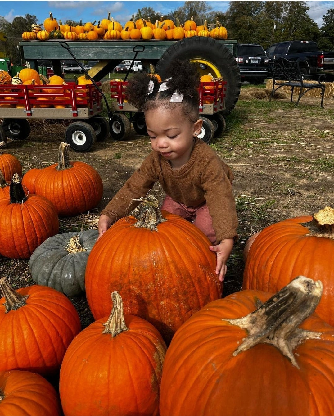 Pumpkins – Maryland Corn Maze